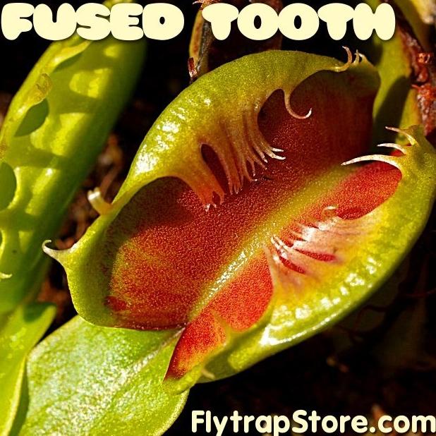 Jual yang dicari] Tanaman karnivora Venus FlyTrap Fused Tooth Traps ...