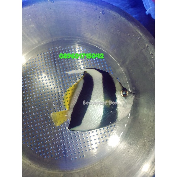 Jual Ikan Layaran Kuning | Shopee Indonesia