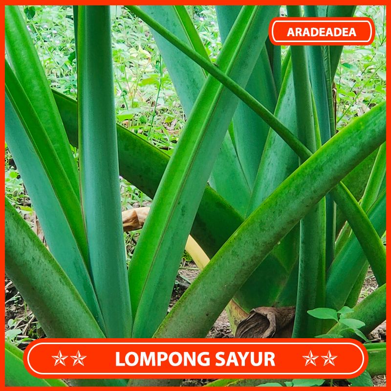 Jual Batang Lompong Sayur Hijau Segar | Shopee Indonesia