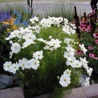Jual Bunga Cosmos Terlengkap & Harga Terbaru Mei 2024 | Shopee Indonesia