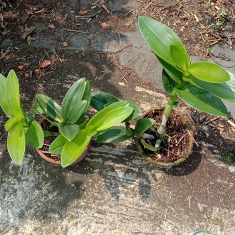 Jual paket 10 batang stek anggrek dendrobium bunga ungu/random | Shopee ...