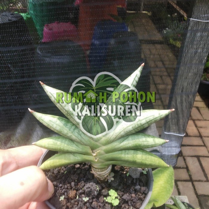 Jual TANAMAN HIAS SANSEVIERIA TOMBAK MINI - TOMBAK KIPAS | Shopee Indonesia