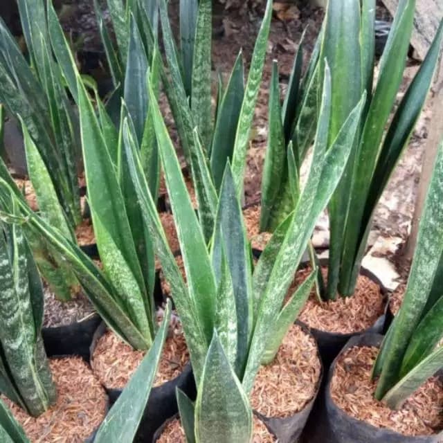 Jual Tanaman hias sansevieria cylindrica - sansivera cylindrica ...
