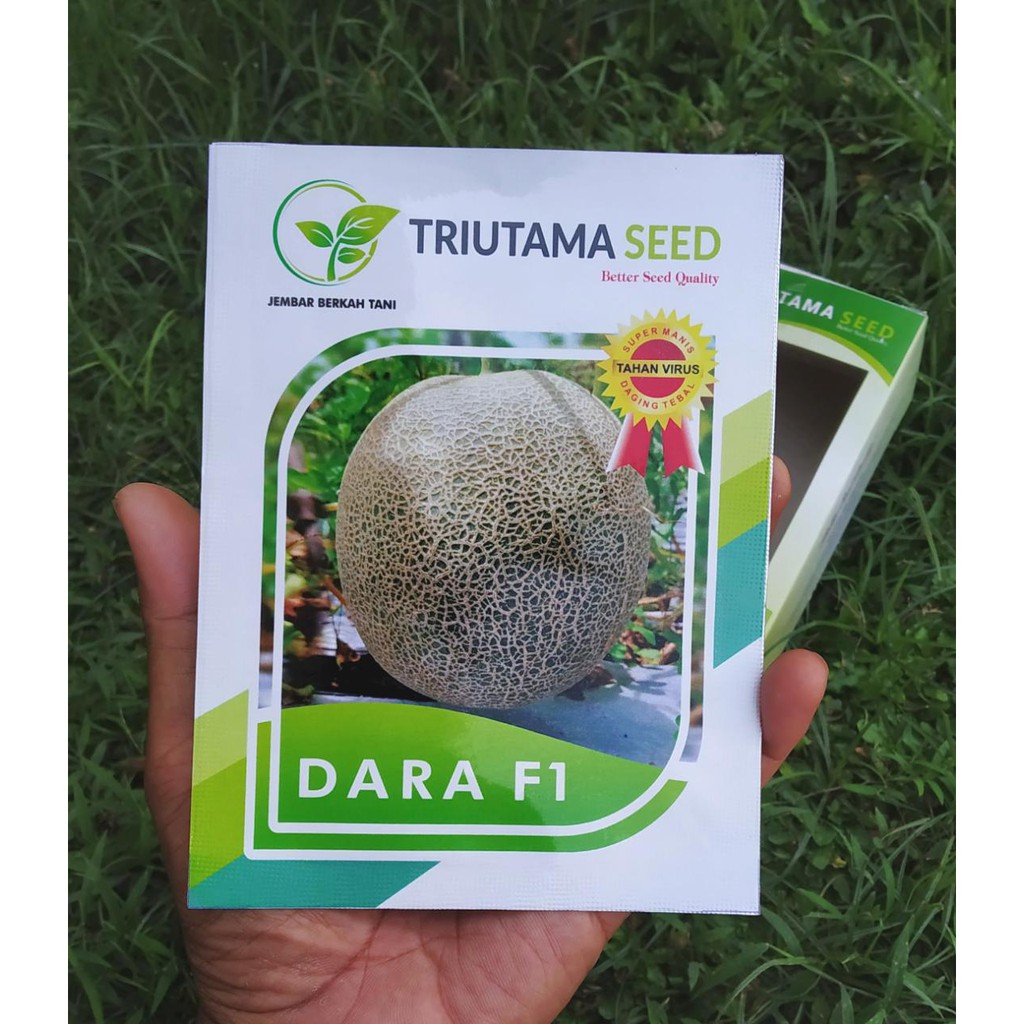 Jual Melon DARA F1 Tahan Virus - Daging Tebal - Warna Putih Kehijauan ...