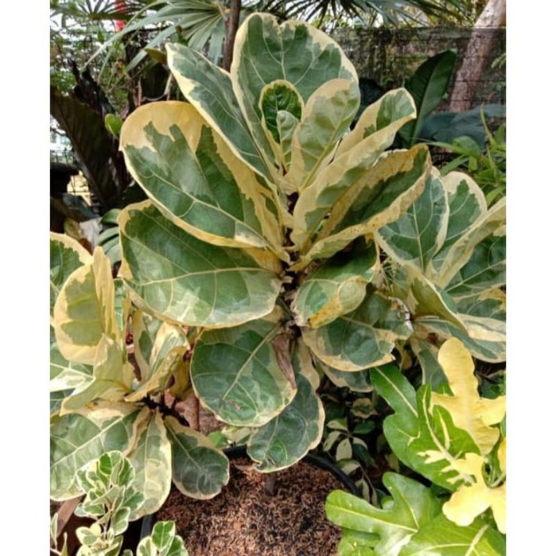 Jual Tanaman Ketapang Biola Varigata / Ficus Lyrata Varigata / Ficus ...