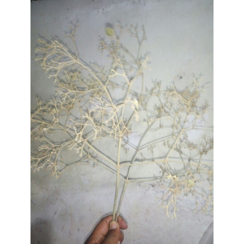 Jual 1ranting dari biji pohon jati | Shopee Indonesia