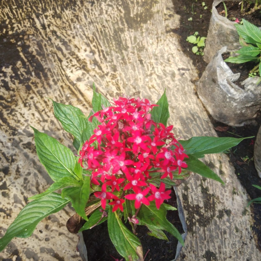 Jual bunga pentas merah tanaman hias | Shopee Indonesia