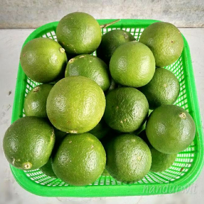 Jual 1 KG BUAH JERUK NIPIS SEGAR LANGSUNG DARI POHON ORDER BARU D PETIK ...