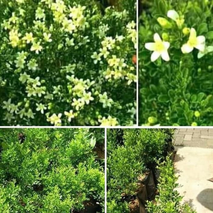 Jual pohon kemuning mini atau kemuning mikro | Shopee Indonesia