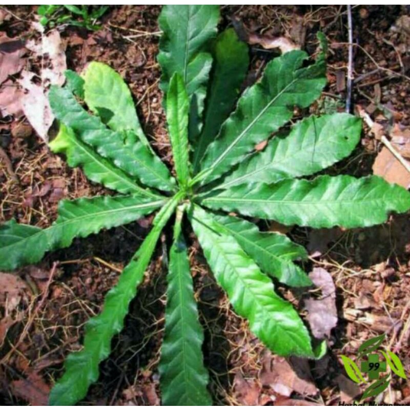 Jual OBRAL MURAH!!!250g HERBAL ALAMI DAUN TAPAK LIMAN FRES PREMIUM ...