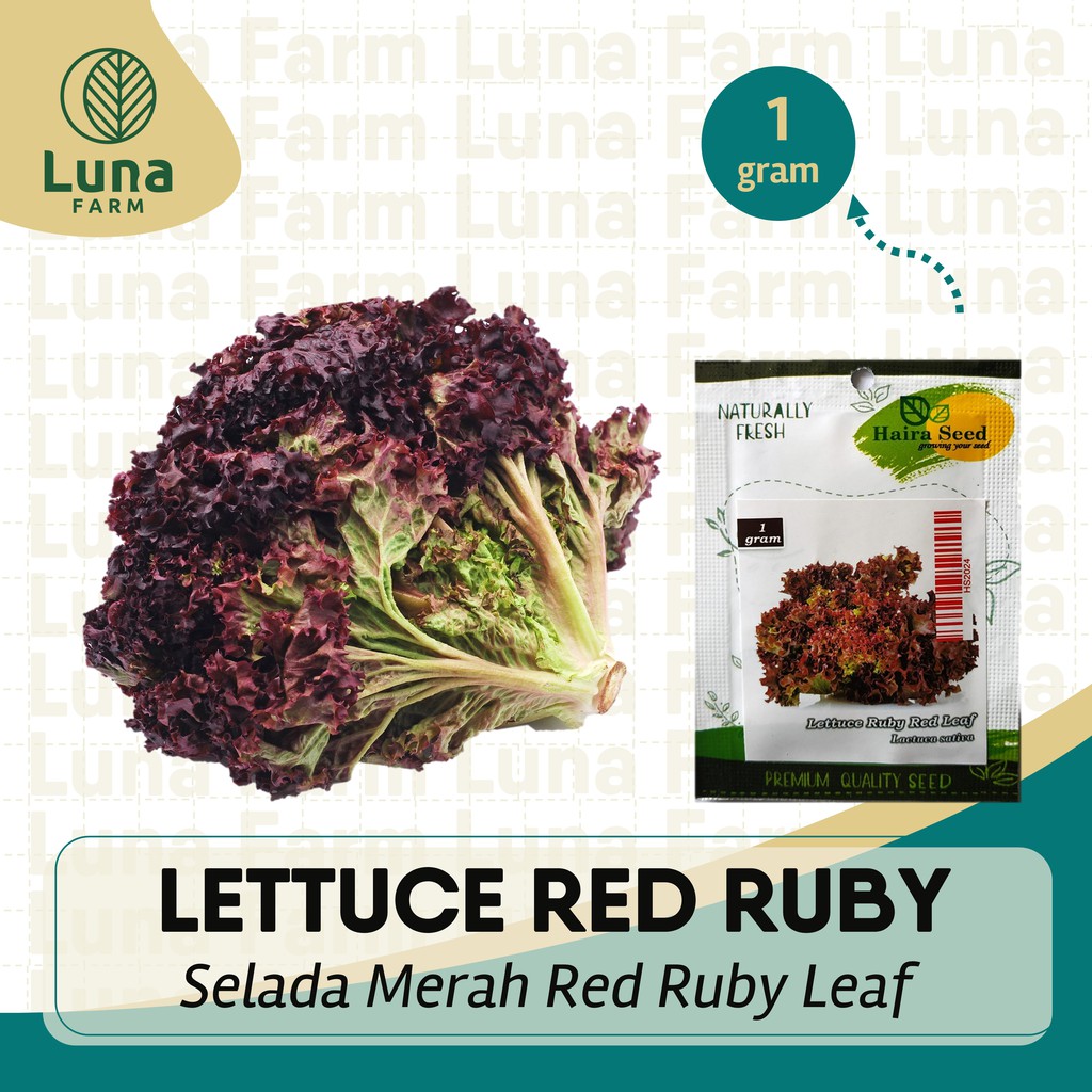 Jual Benih Selada Keriting Merah Ruby Red Leaf Lettuce Haira Seed ...