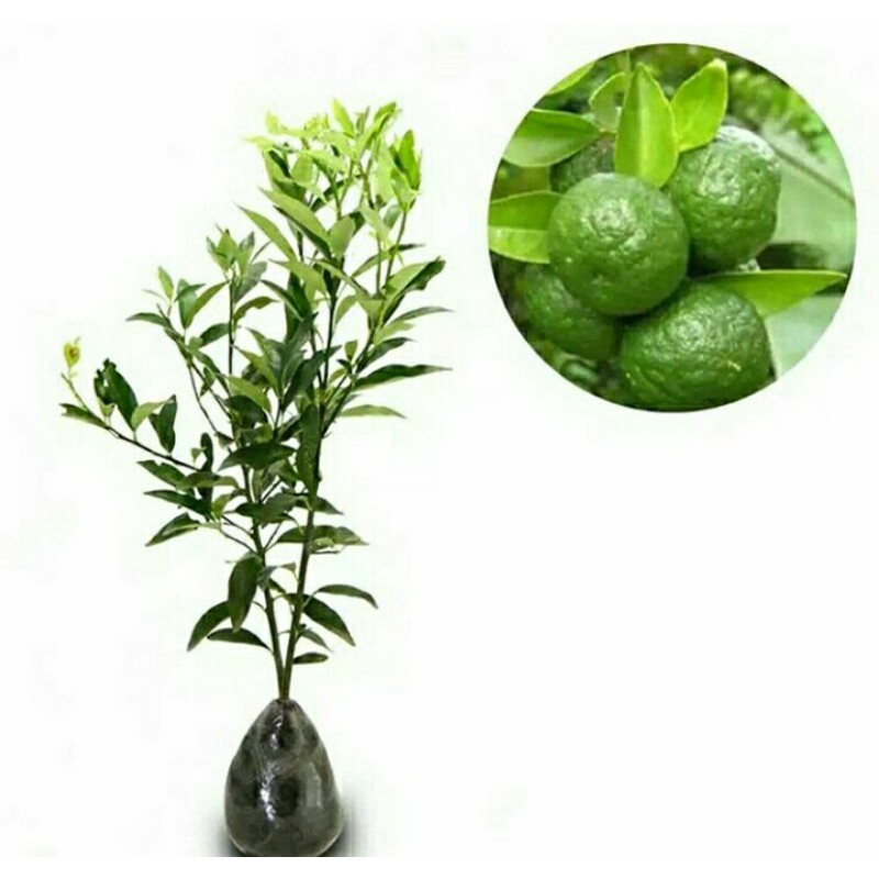 Jual bibit tanaman jeruk limau/jeruk sambal/jeruk pecel | Shopee Indonesia