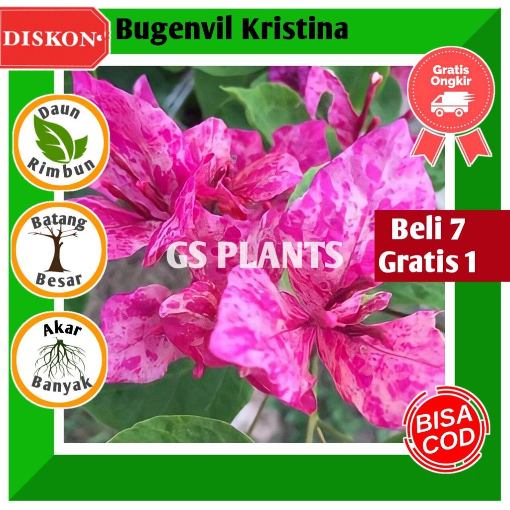 Jual BIBIT TANAMAN HIAS BUGENVIL BUNGA KERTAS//KRISTINA - Bougenville ...