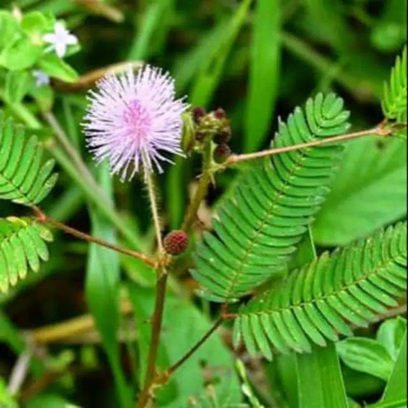 Jual Daun putri malu segar 500 gram | Shopee Indonesia