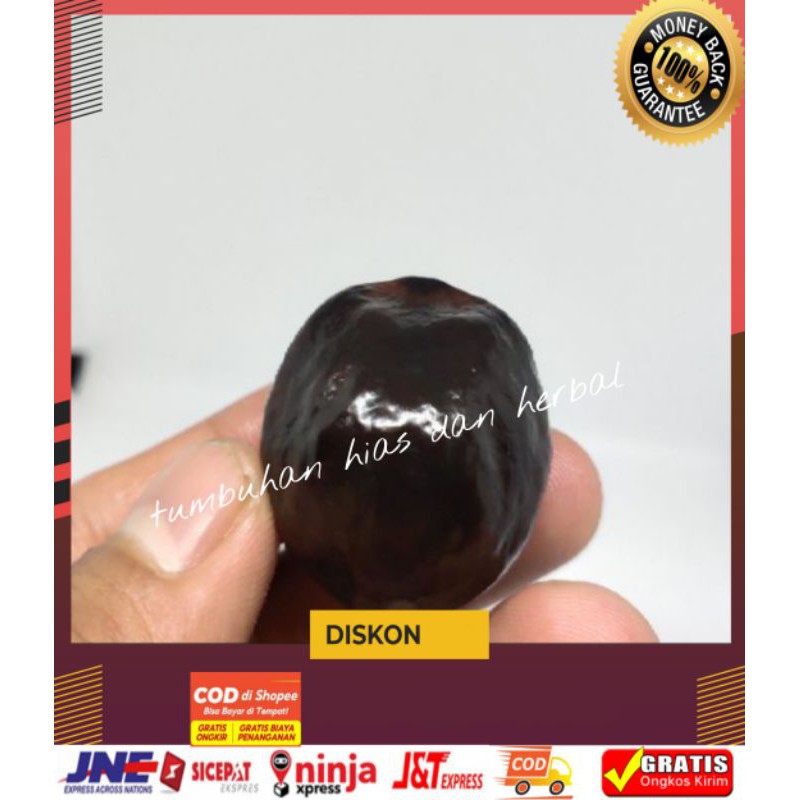 Jual Muncang Adu/Kemiri Adu/kemiri Murah/Muncan Adu Asli Nusakambanagn ...