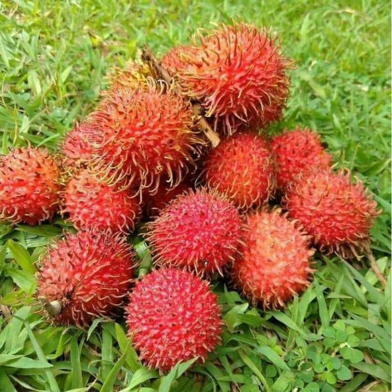 Jual Buah Rambutan per ikat | Shopee Indonesia