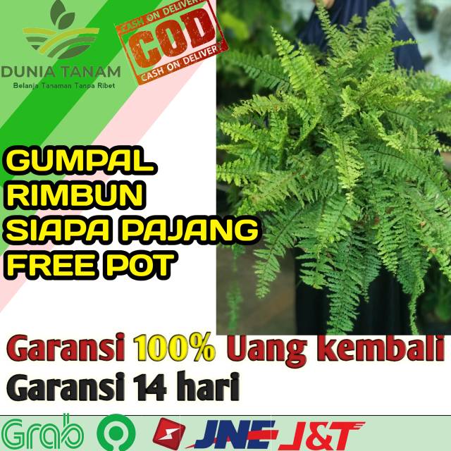 Jual Tanaman hias pakis BOSTON + free pot| Bibit benih sayur sayuran ...