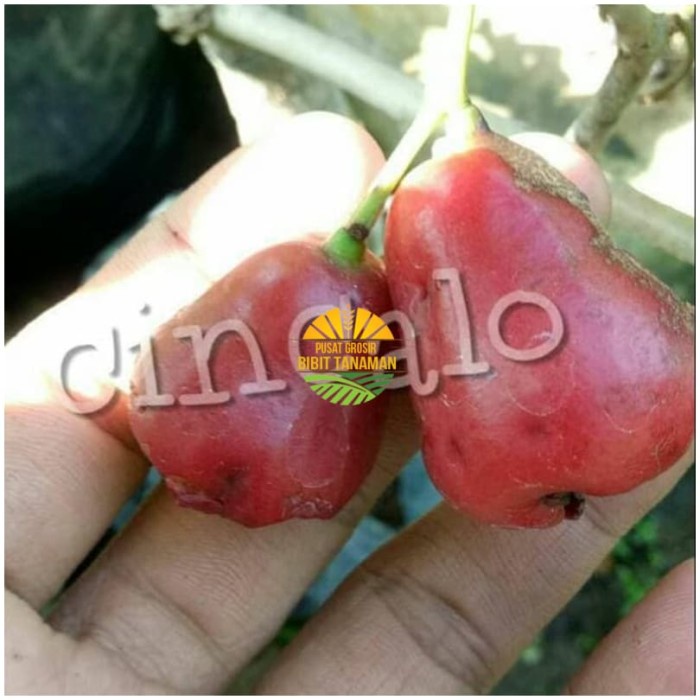 Jual Bibit Jambu air cincalo | Shopee Indonesia