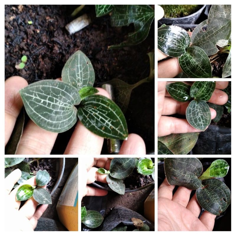 Jual Anggrek Permata ( Jewel Orchid ) Macodes | Shopee Indonesia