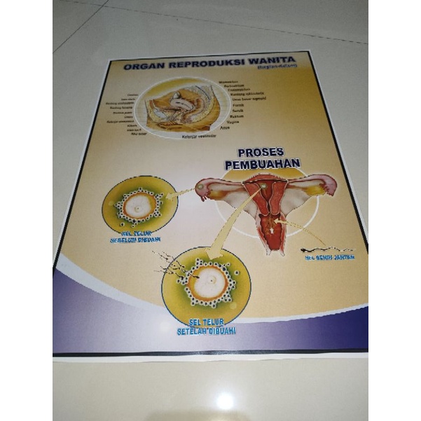 Jual Poster Organ Reproduksi Wanita New 2022 | Shopee Indonesia
