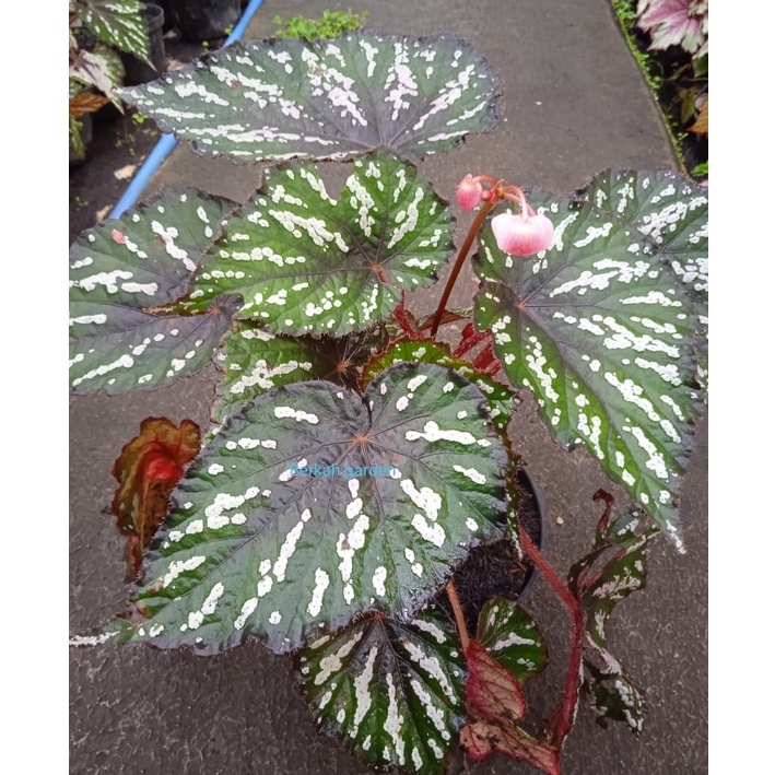 Jual Tanaman Hias Bunga Begonia Rex Kitkat | Shopee Indonesia