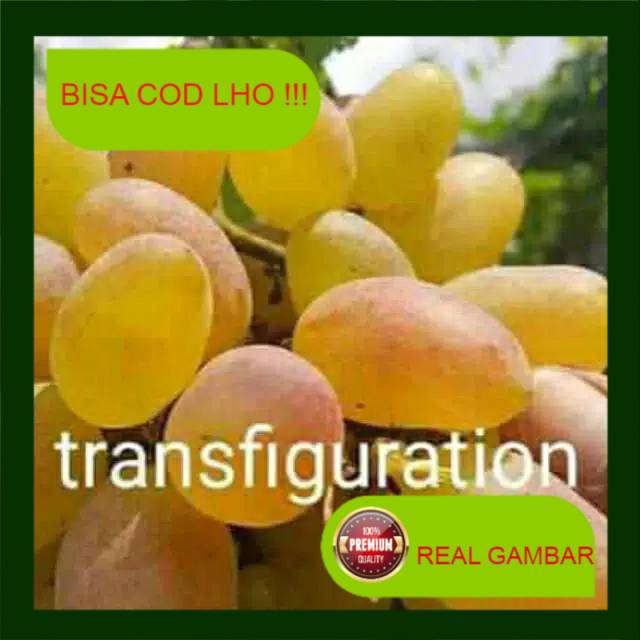 Jual Bibit anggur impoert jenis transfiguration | Shopee Indonesia Jual Bibit anggur impoert jenis transfiguration | Shopee Indonesia