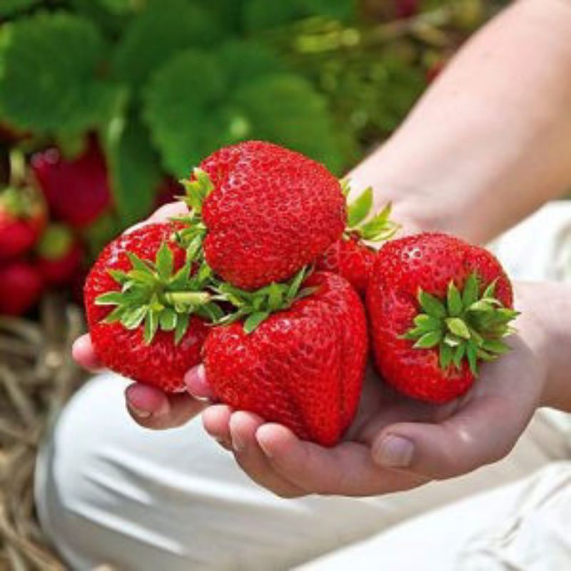 Jual Tanaman Strawberry California / Bibit Strawberry Jumbo | Shopee ...