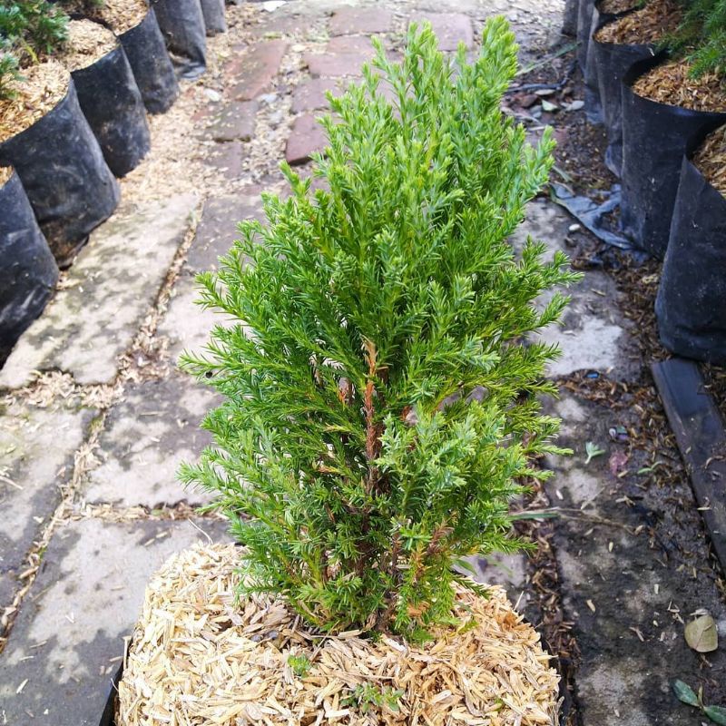 Jual Bunga CEMARA DURI - Tanaman Hias Hidup Daun Cemara Duri - Pohon ...