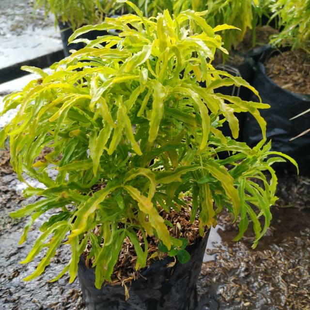 Jual Tanaman Hias Daun Khalifa/Brokoli Kuning | Shopee Indonesia