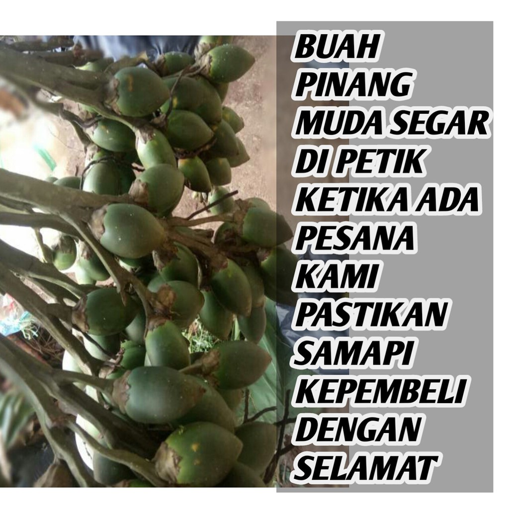 Jual BUAH PINANG MUDA HERBAL 1KG BEST QUALITY | Shopee Indonesia