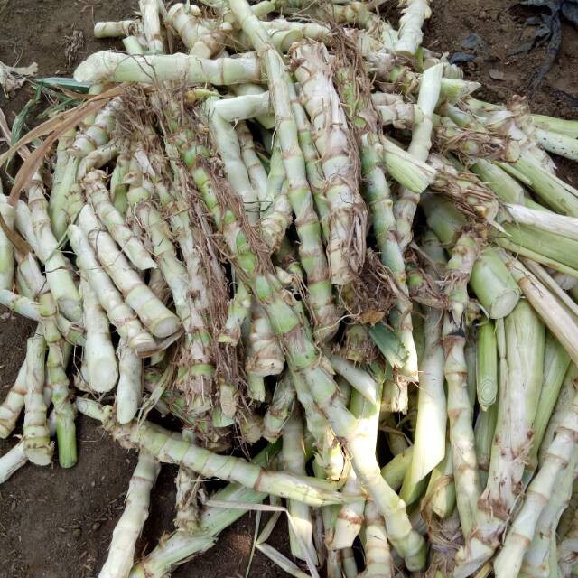 Jual Stek batang rumput odot super | Shopee Indonesia