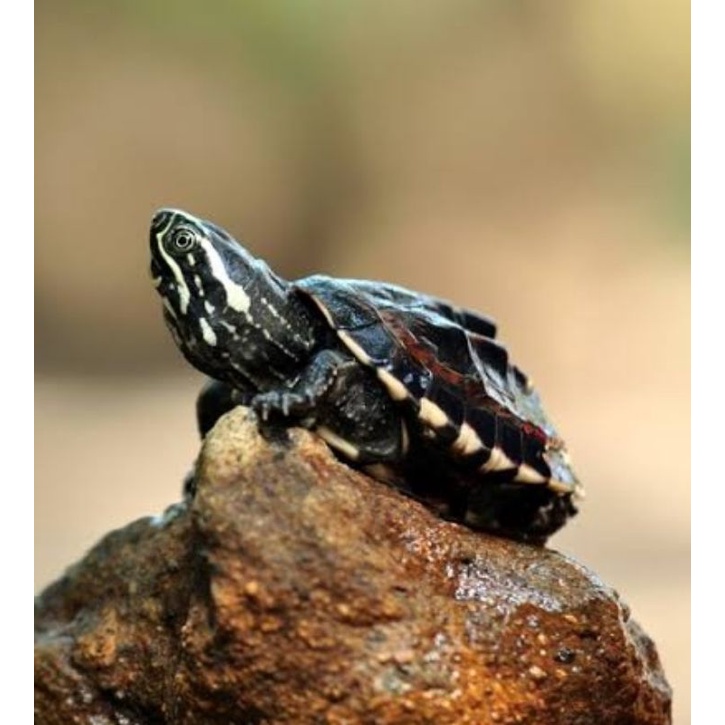 Jual kura kura air kura MSE , kura unik kura lucu kura malayan snail ...