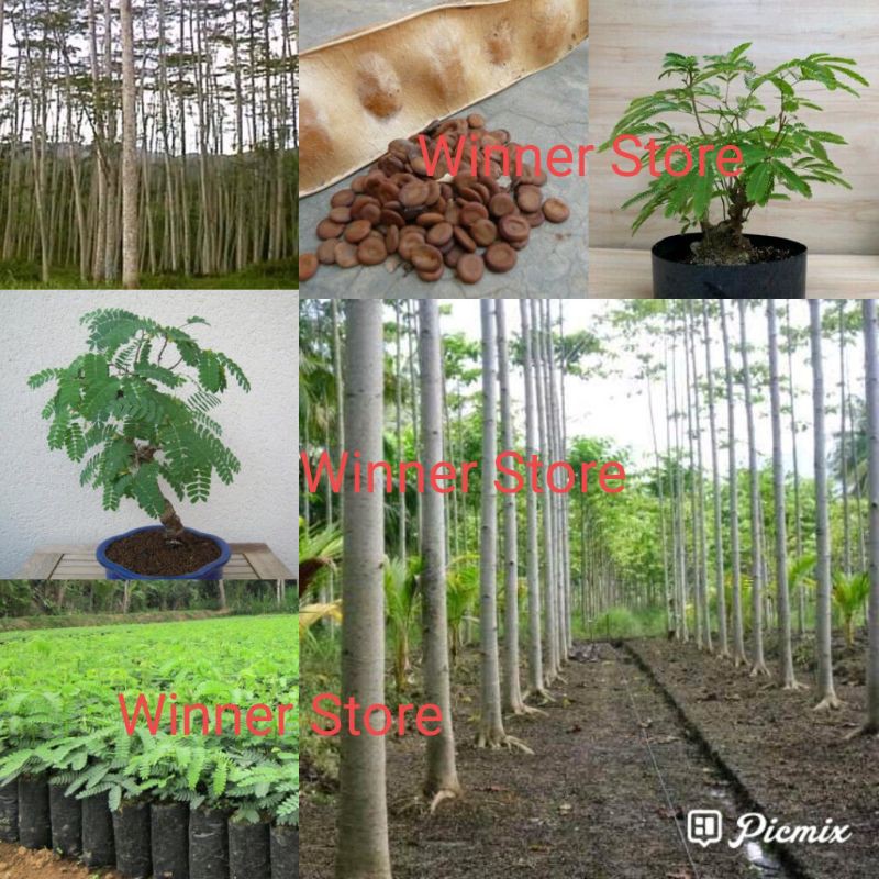 Jual Bibit Benih Sengon Merah (50 Butir) | Shopee Indonesia