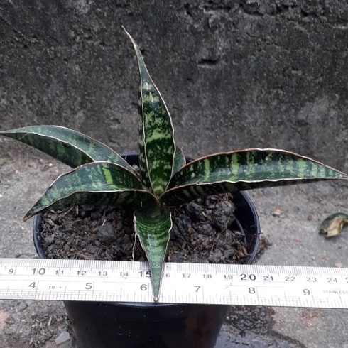 Jual Sanseviera Fischeri, Sansivera (Real Pict) | Shopee Indonesia