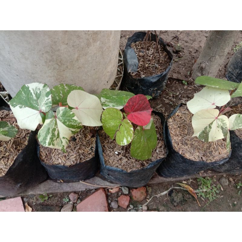 Jual Waru varigata / waru hias | Shopee Indonesia