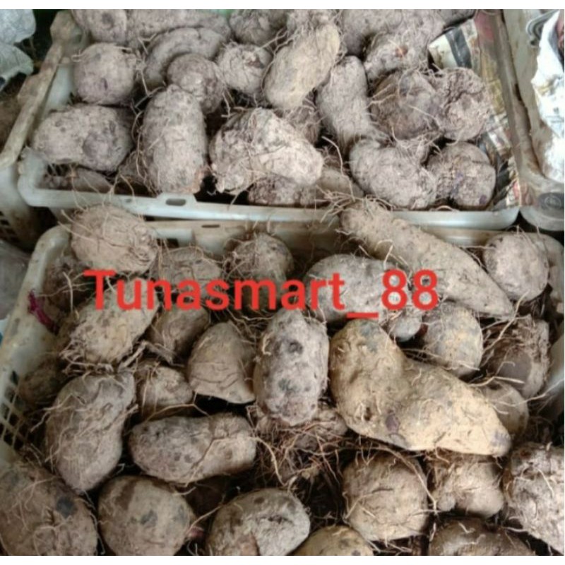 Jual UBI KERIBANG/UBI UNGU KALIMANTAN/THAI SU | Shopee Indonesia