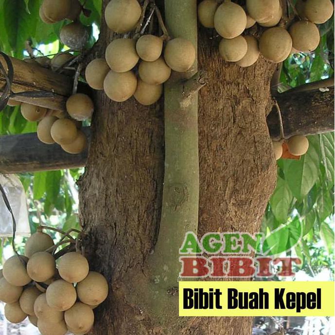 Jual Bibit Pohon Kepel - Tanaman Buah Kepal - Stelechocarpus Burahol ...