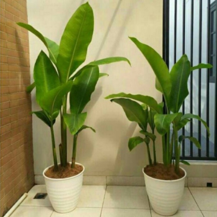 Jual Pohon pisang Karibay Tanaman Hias Pisang Karibay / Karibai ...
