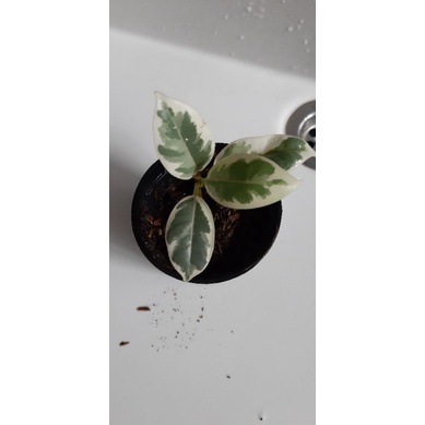 Jual Tanaman Ficus Variegata | Shopee Indonesia