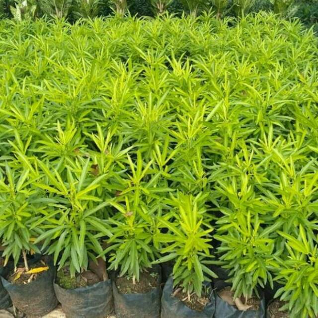 Jual Tanaman Zodiak Tanaman Zodia Tanaman Pengusir Nyamuk Tanaman ...