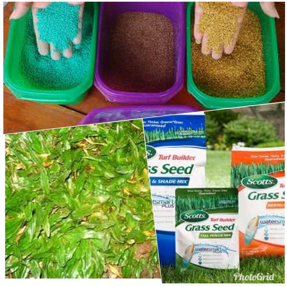 Jual Benih Biji rumput gajah mini - bibit rumput - Biji rumput taman ...