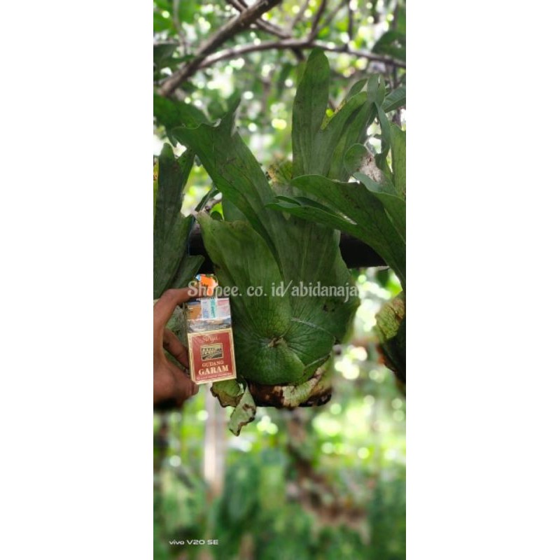 Jual Wandae /Platycerium wandae / simbar papua | Shopee Indonesia