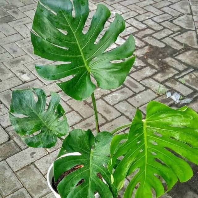Jual philodendron deliciosa / monstera king /borsi | Shopee Indonesia