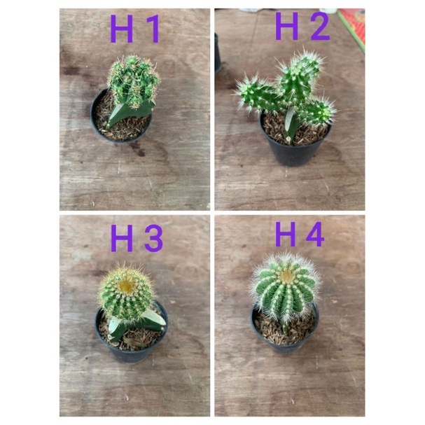 Jual Kaktus grafting damsi,echinocereus,lening dan notocactus | Shopee ...
