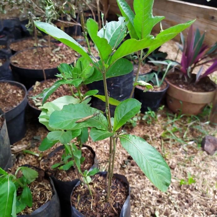 Jual Tanaman herbal pletekan,bunga pletekan,pohon obat | Shopee Indonesia