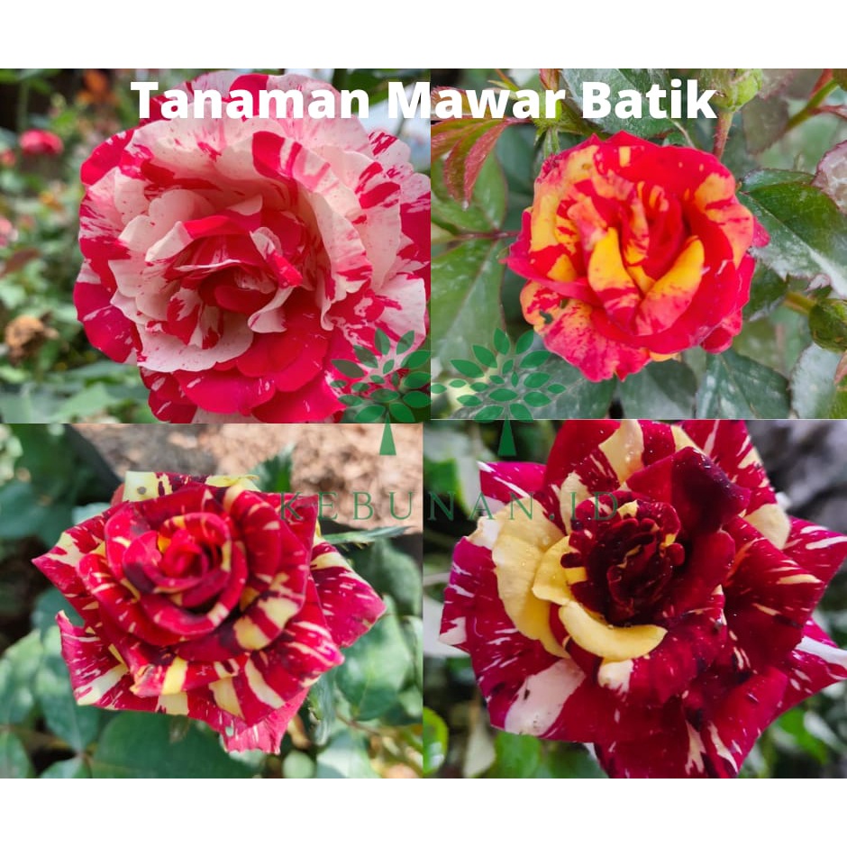 Jual Tanaman Mawar Batik Bisa Pilih Warna Kondisi Berbunga Cantik ...