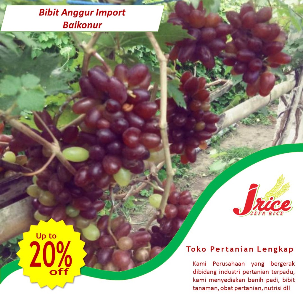 Jual BIBIT ANGGUR IMPORT BAIKONUR GRAFTING | Shopee Indonesia