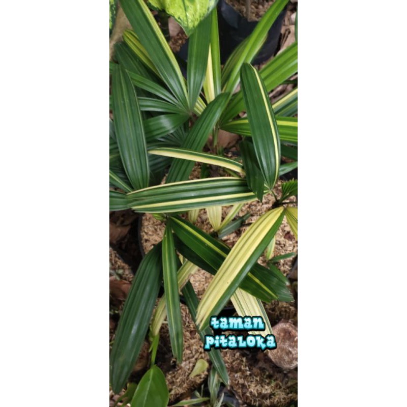 Jual pohon hiyas palem waregu valigata | Shopee Indonesia