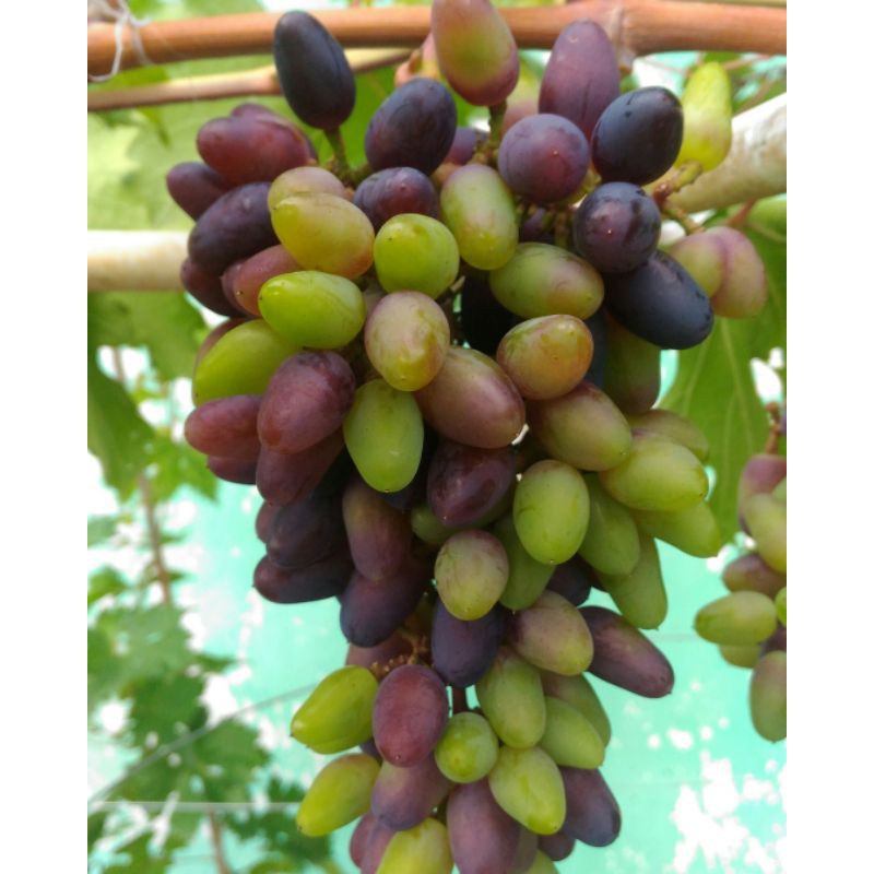 Jual anggur import akademik Premium Unggulan | Shopee Indonesia
