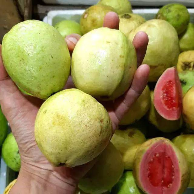 Jual Jambu biji (jambu merah jus) | Shopee Indonesia